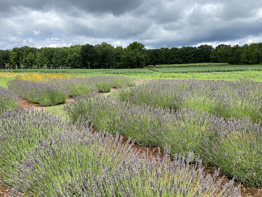 Visit – Lavender on the Bryn at Penbryn Farms